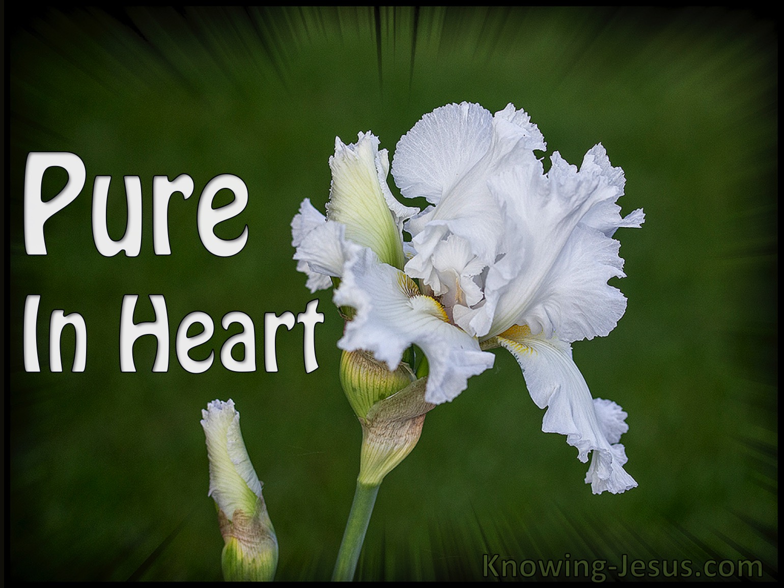 Pure In Heart pure-in-heart